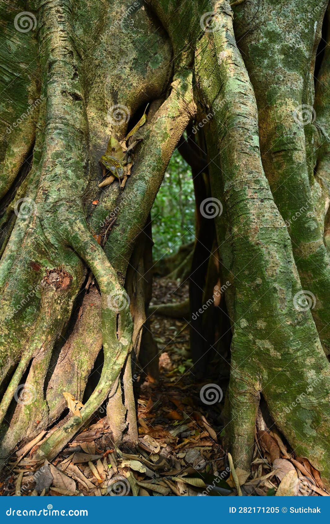 Close Up Banyan Tree in the Forest Stock Image - Image of jungle ...
