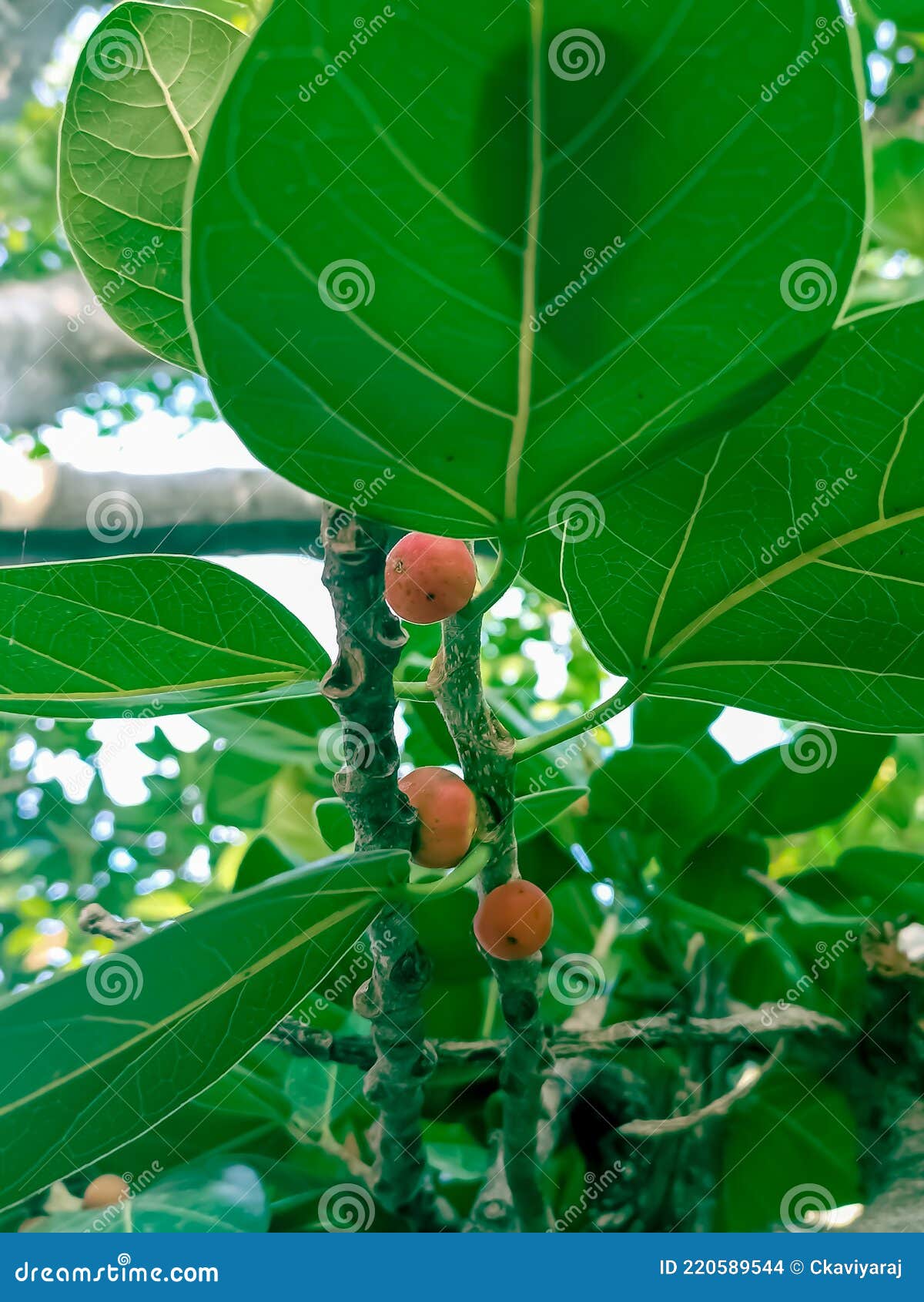 Banyan Tree Fruit on the Branch Stock Photo - Image of coffee, fruits ...
