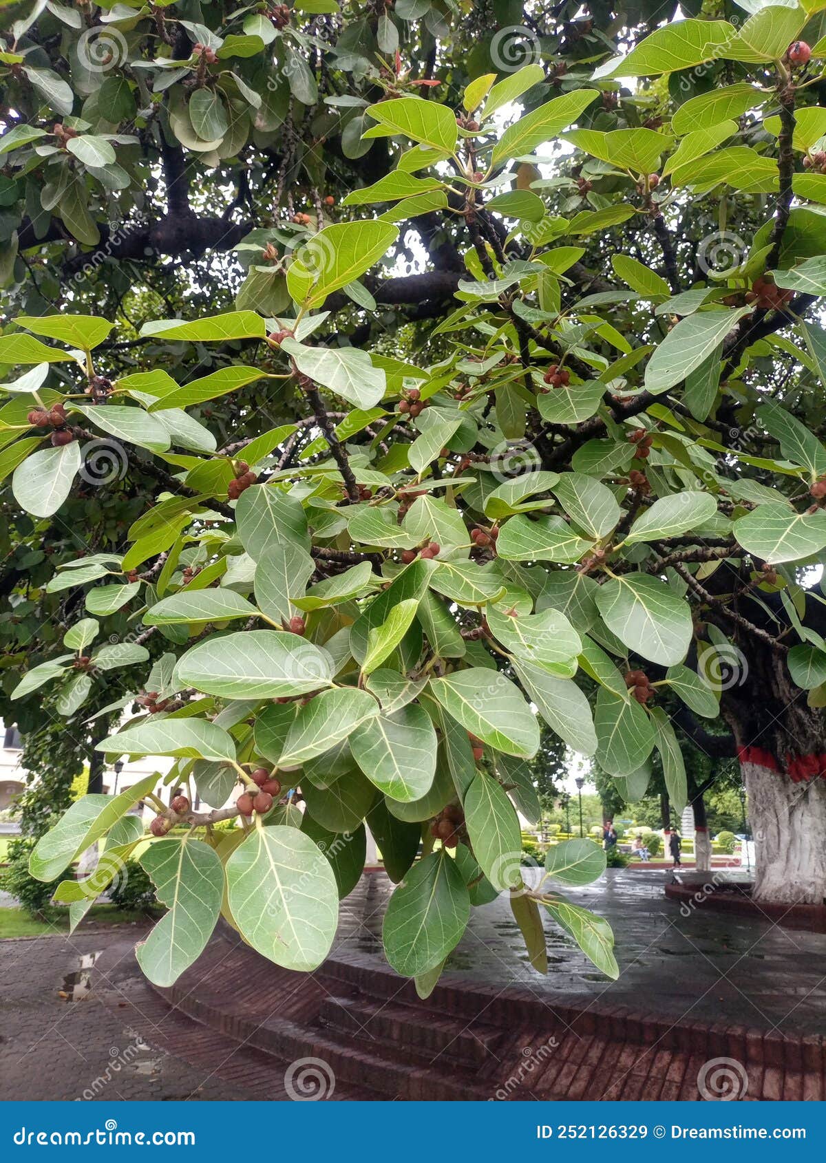 Banyan Tree Banyan Fruit Leaves Branches Spring Green Old Stock Image ...
