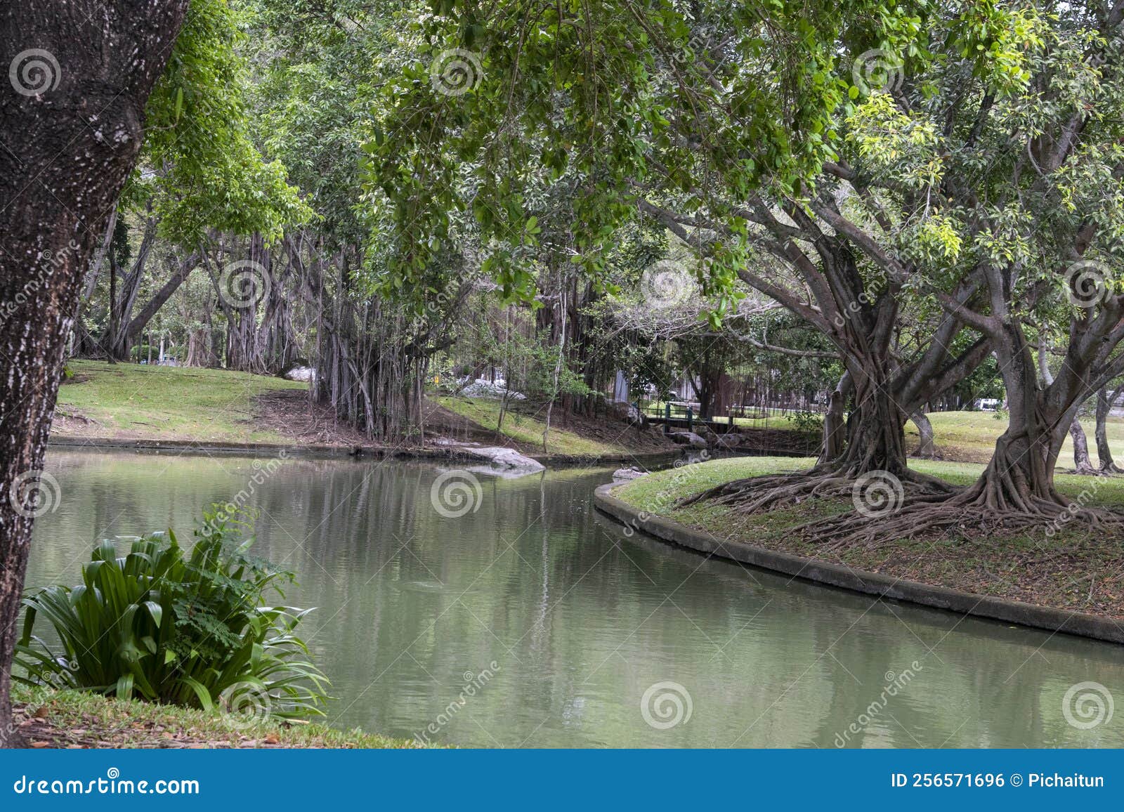 Banyan Tree in the Garden stock photo. Image of scenery - 256571696