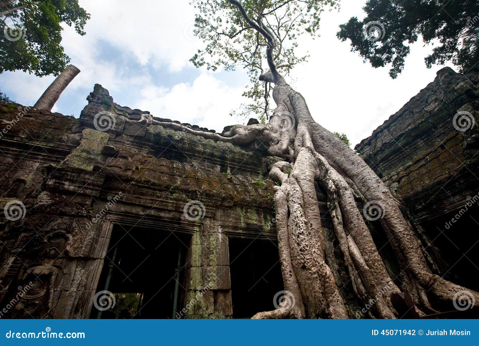 Banyan Tree Growing in the Ancient Ruin of Ta Phrom, Angkor Wat ...