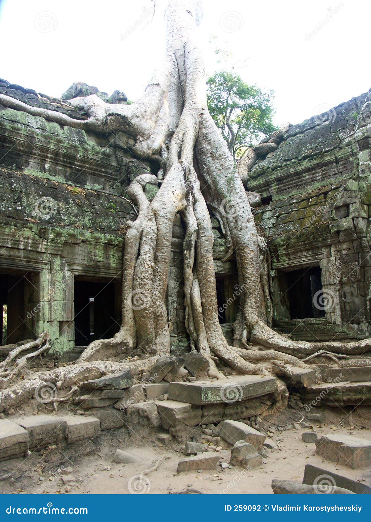 Banyan Tree Growing through Ancient Temple Stock Photo - Image of siem ...
