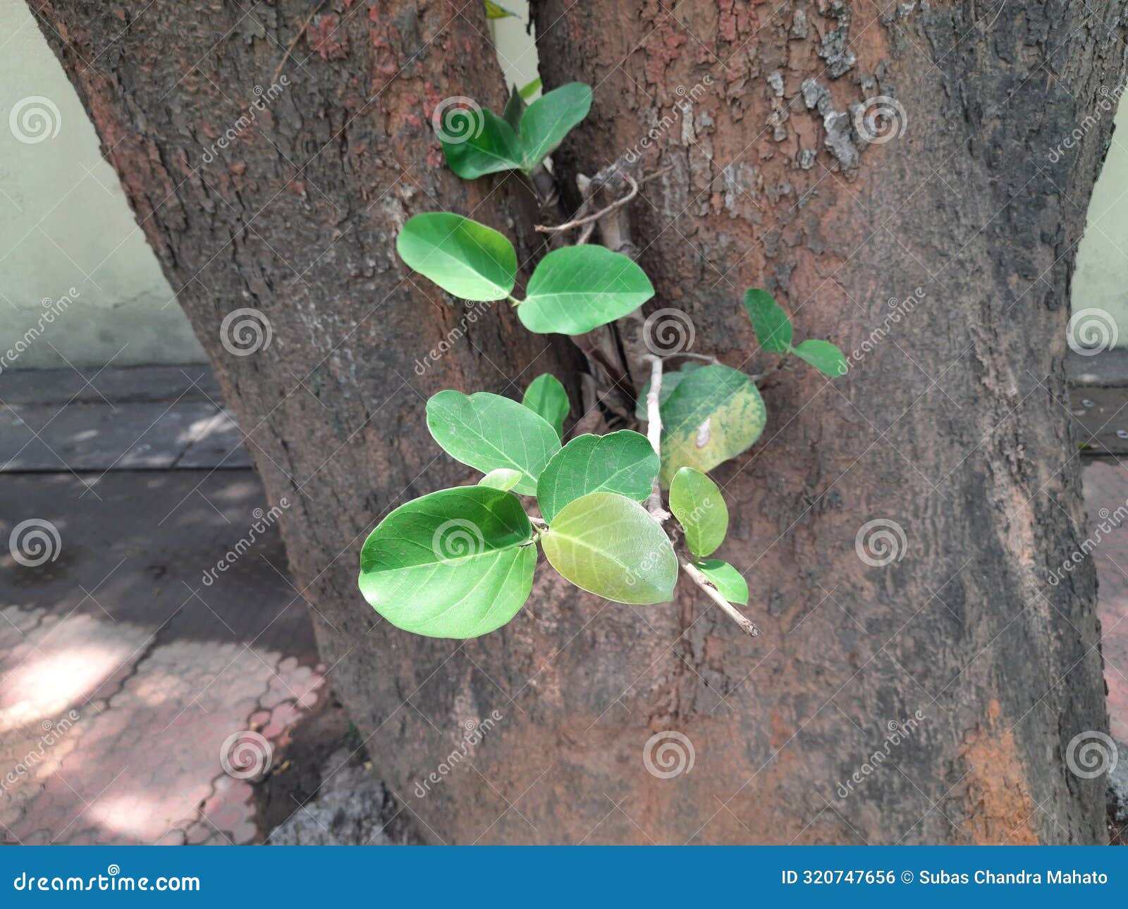 Banyan Tree Growing on Another Tree Trunk. Stock Photo - Image of ...