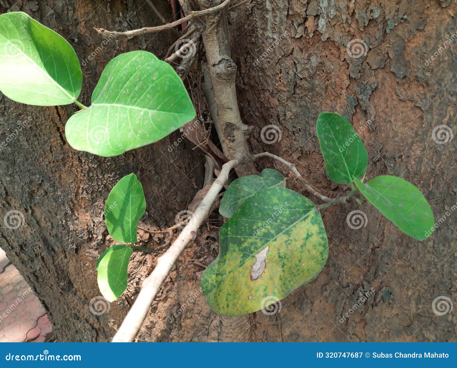 Banyan Tree Growing on Another Tree Trunk. Stock Image - Image of ...