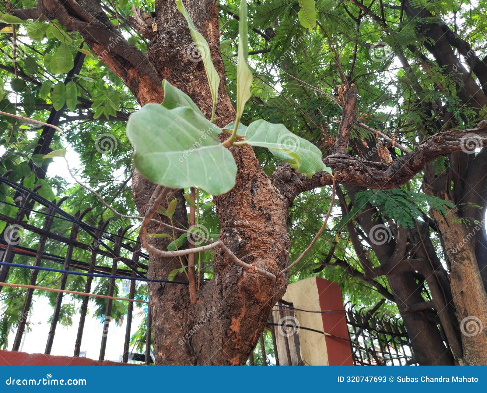 Banyan Tree Growing on Another Tree Trunk. Stock Image - Image of ...