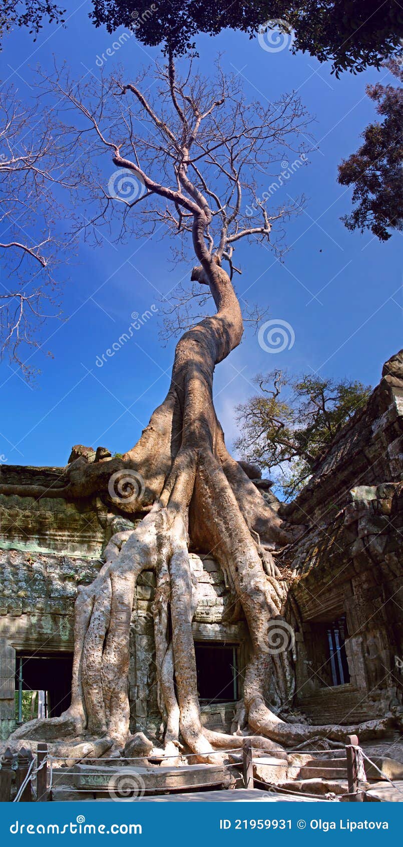 Banyan Tree Growing Over Angkor Temple Stock Image - Image of ...