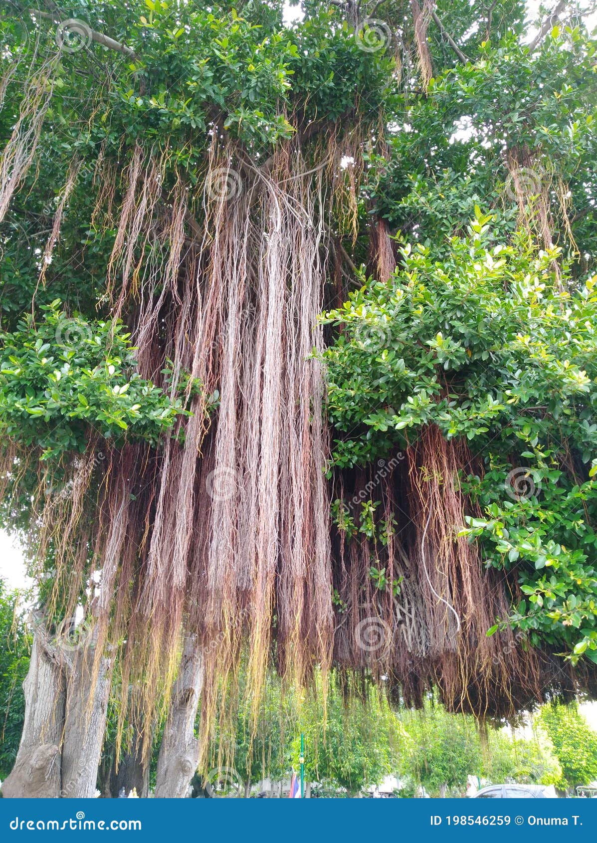 Banyan Tree with Hanging Air Roots. Stock Image - Image of deciduous ...