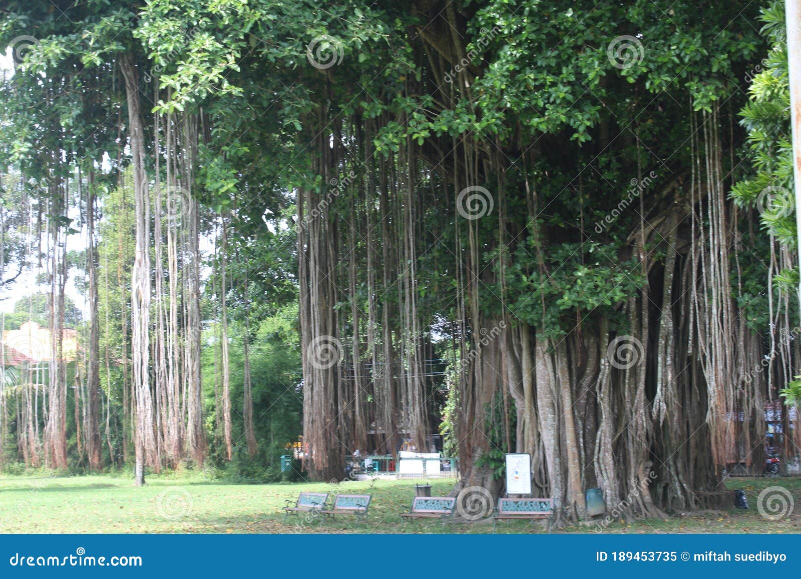 Banyan Tree with Hanging Roots Stock Image - Image of growth, leaf ...