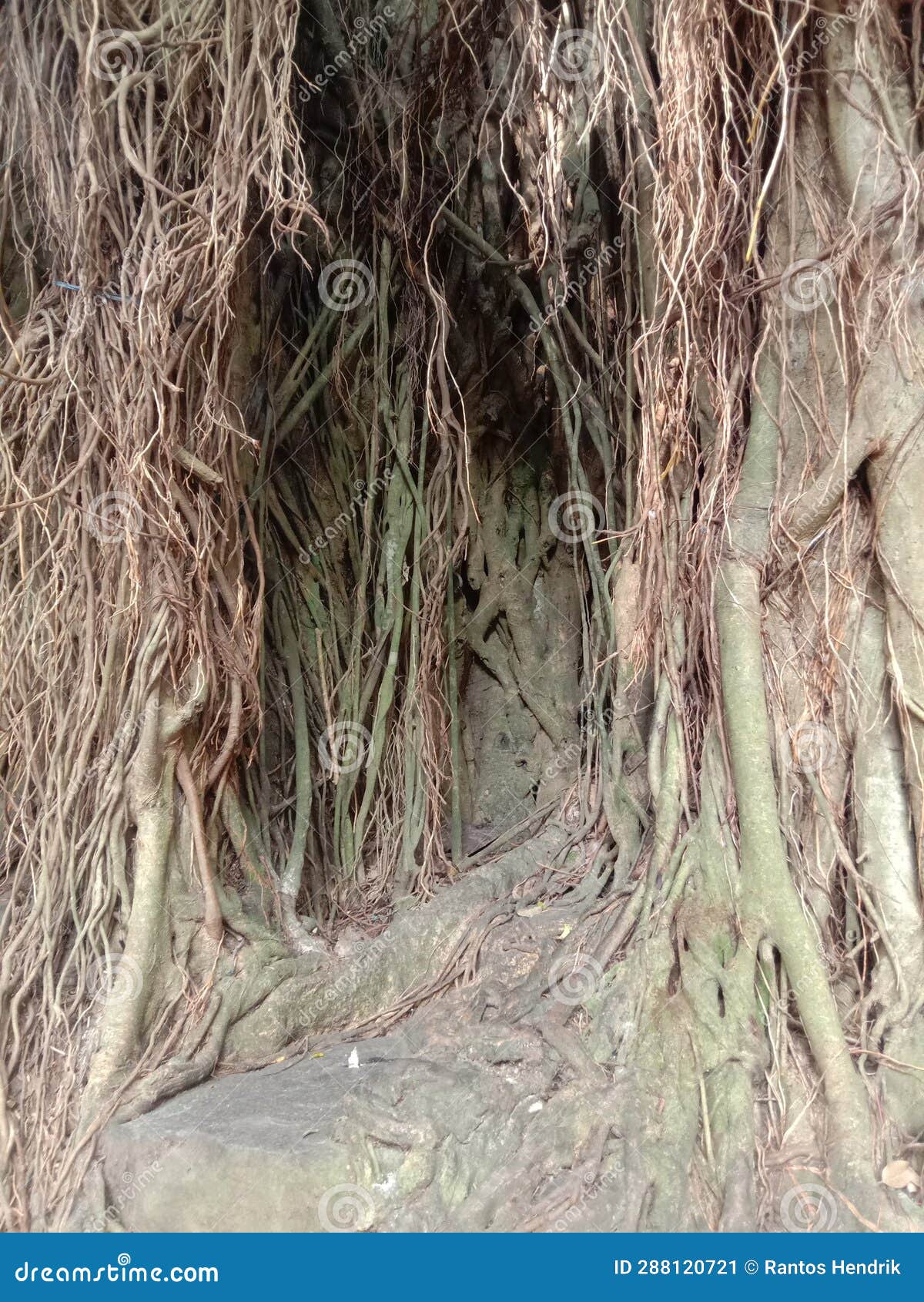 A Banyan Tree that Has Lived for 100 Years...still Standing Tall Even ...