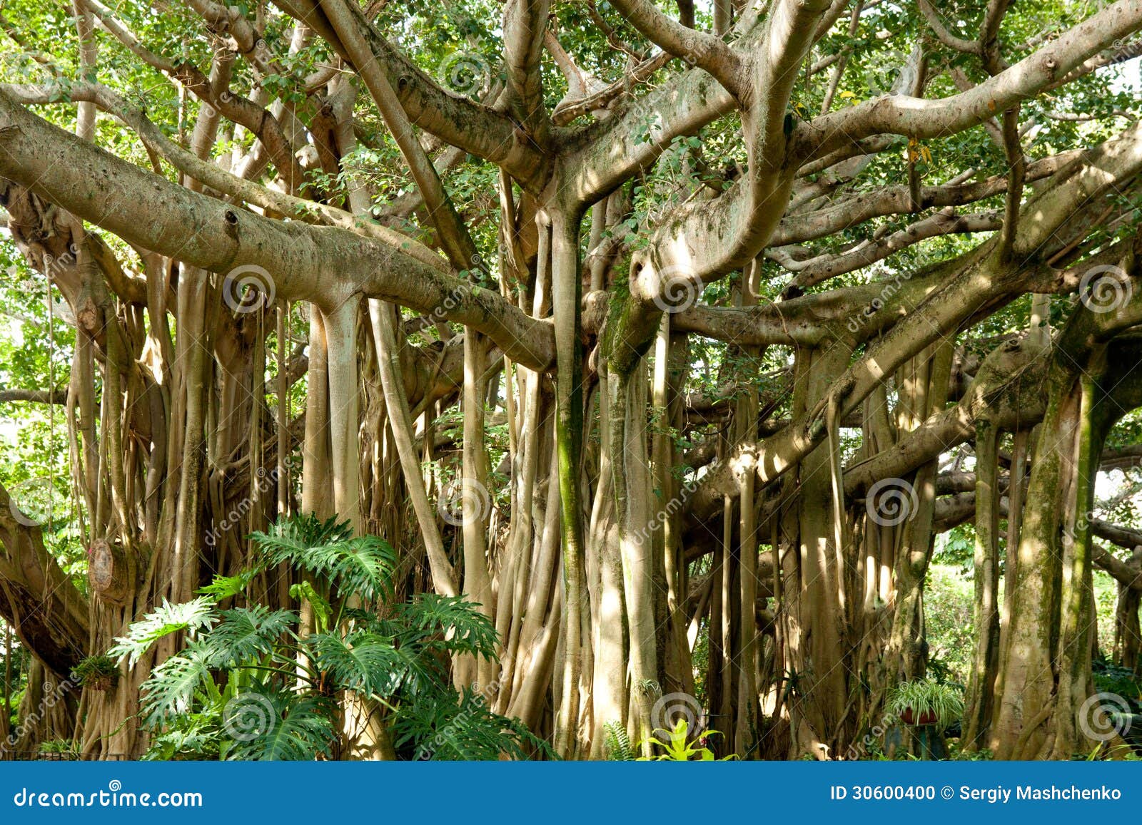 Banyan tree stock photo. Image of appearance, abstract - 30600400