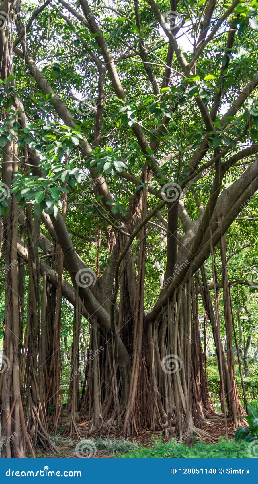 Banyan tree in Hong Kong. stock photo. Image of growth - 128051140