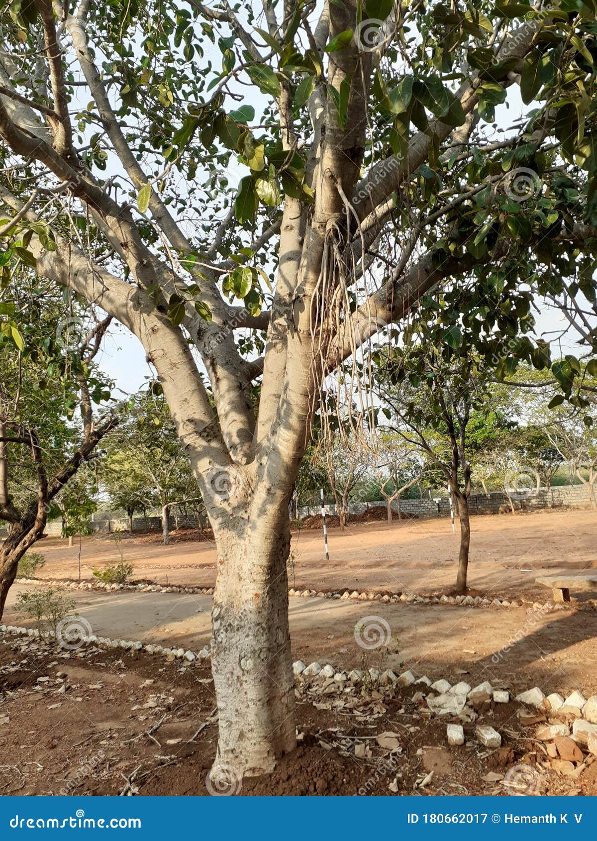 Sal Tree, Sal Of India, Couroupita Guianensis ,cannon Ball Tree Royalty ...