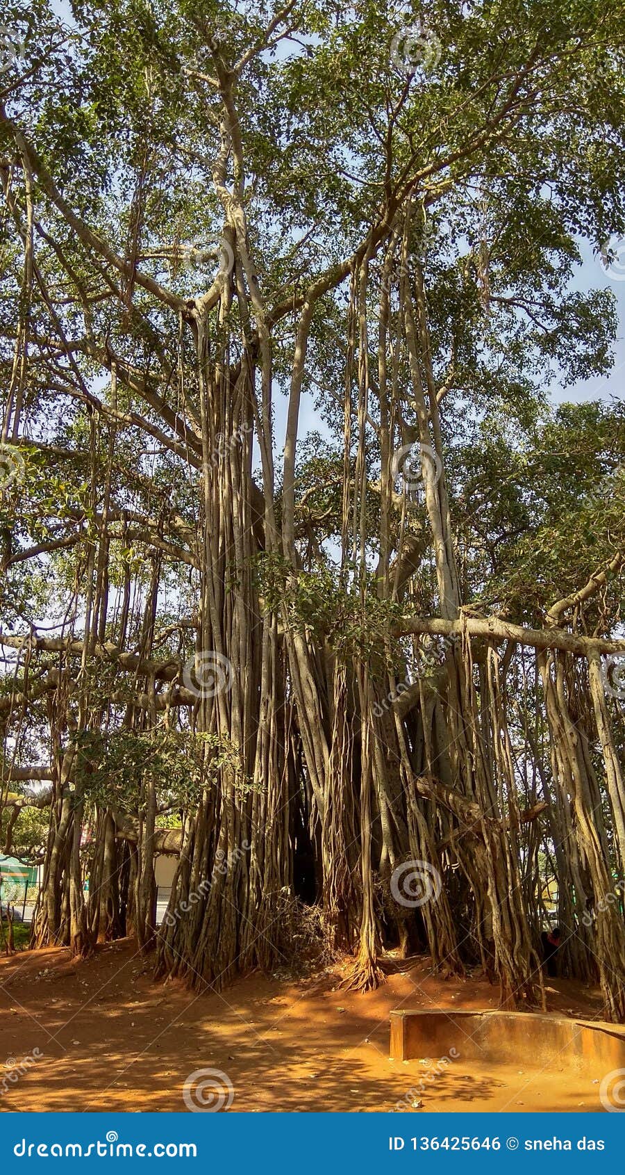Banyan tree India stock photo. Image of banyan, years - 136425646