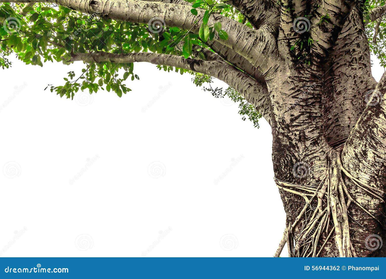 Banyan Tree Isolated on White Background Stock Photo - Image of summer ...