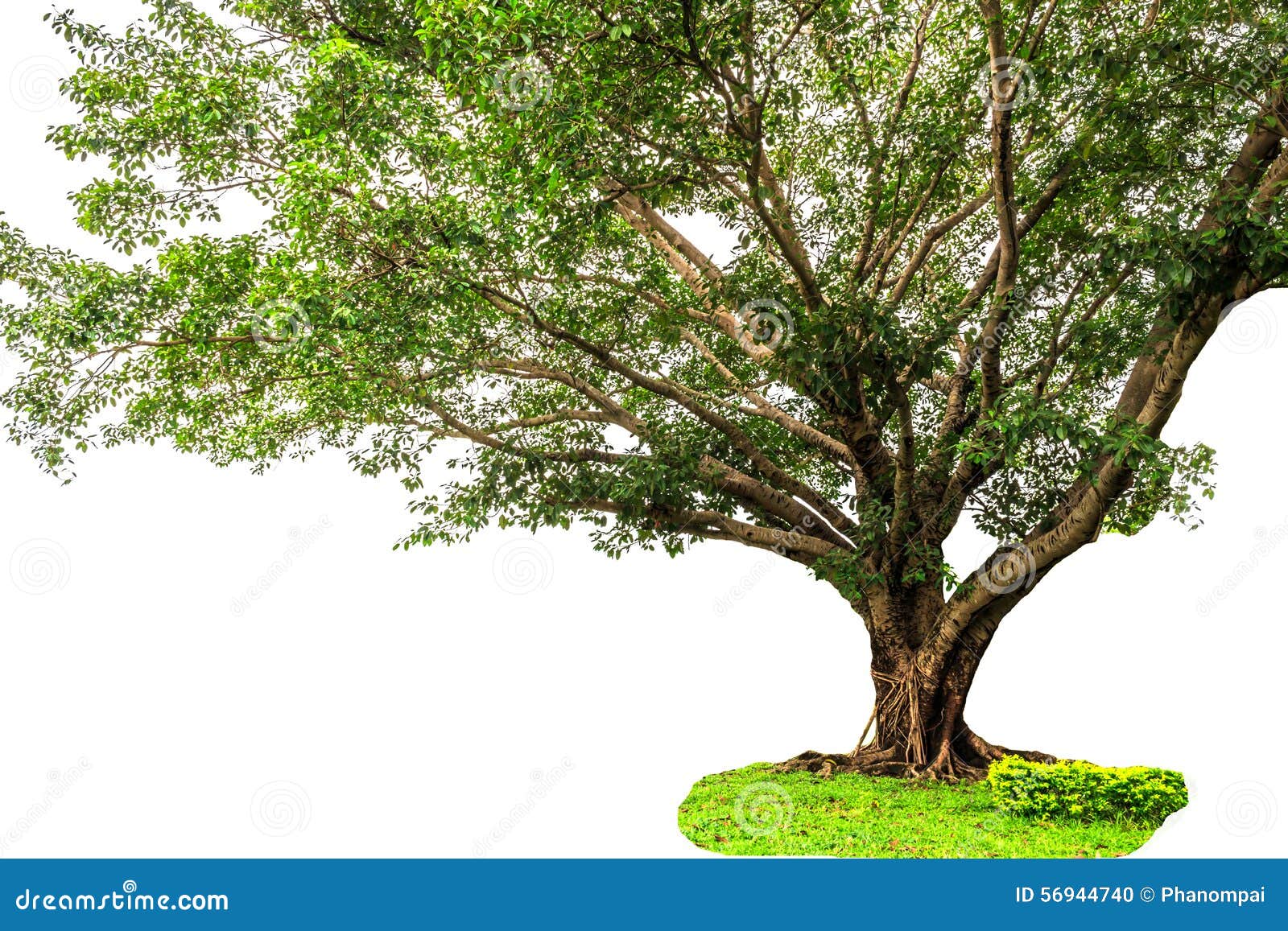 Banyan Tree Isolated on White Background Stock Photo - Image of green ...