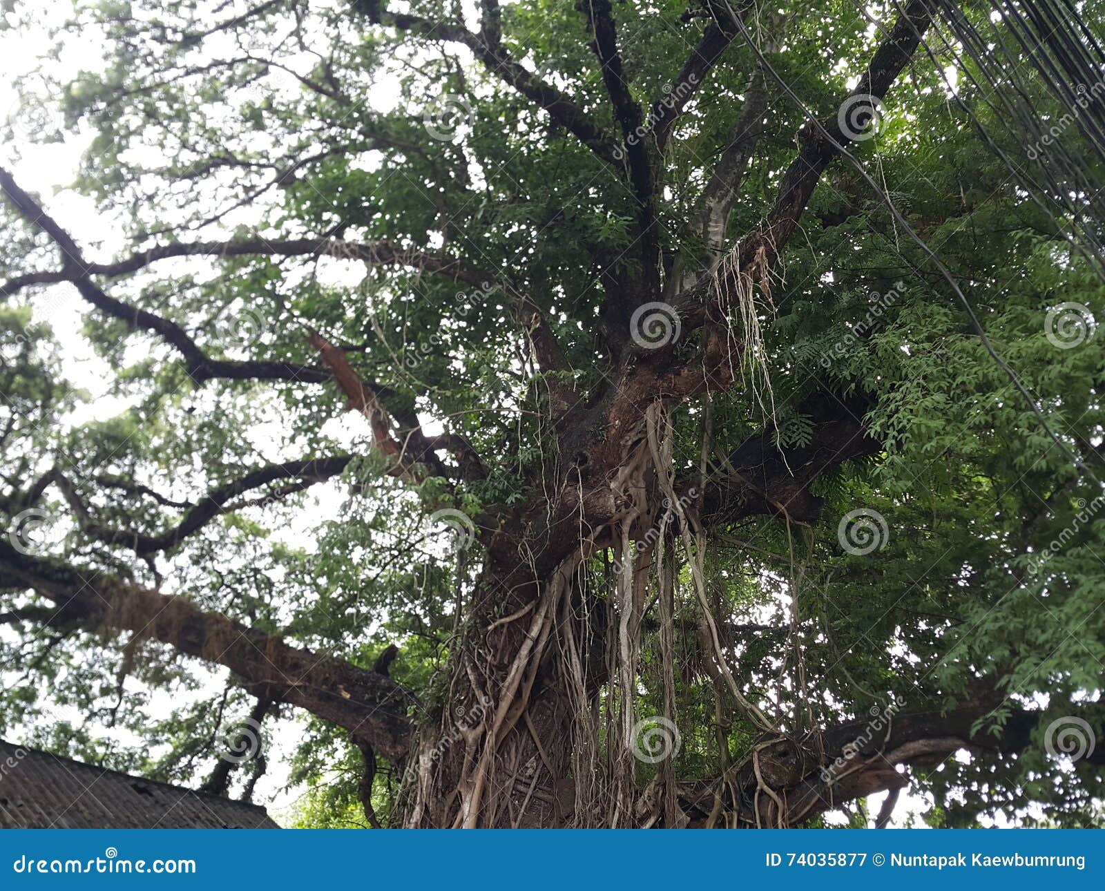 Banyan tree stock image. Image of shade, stable, gorgeous - 74035877