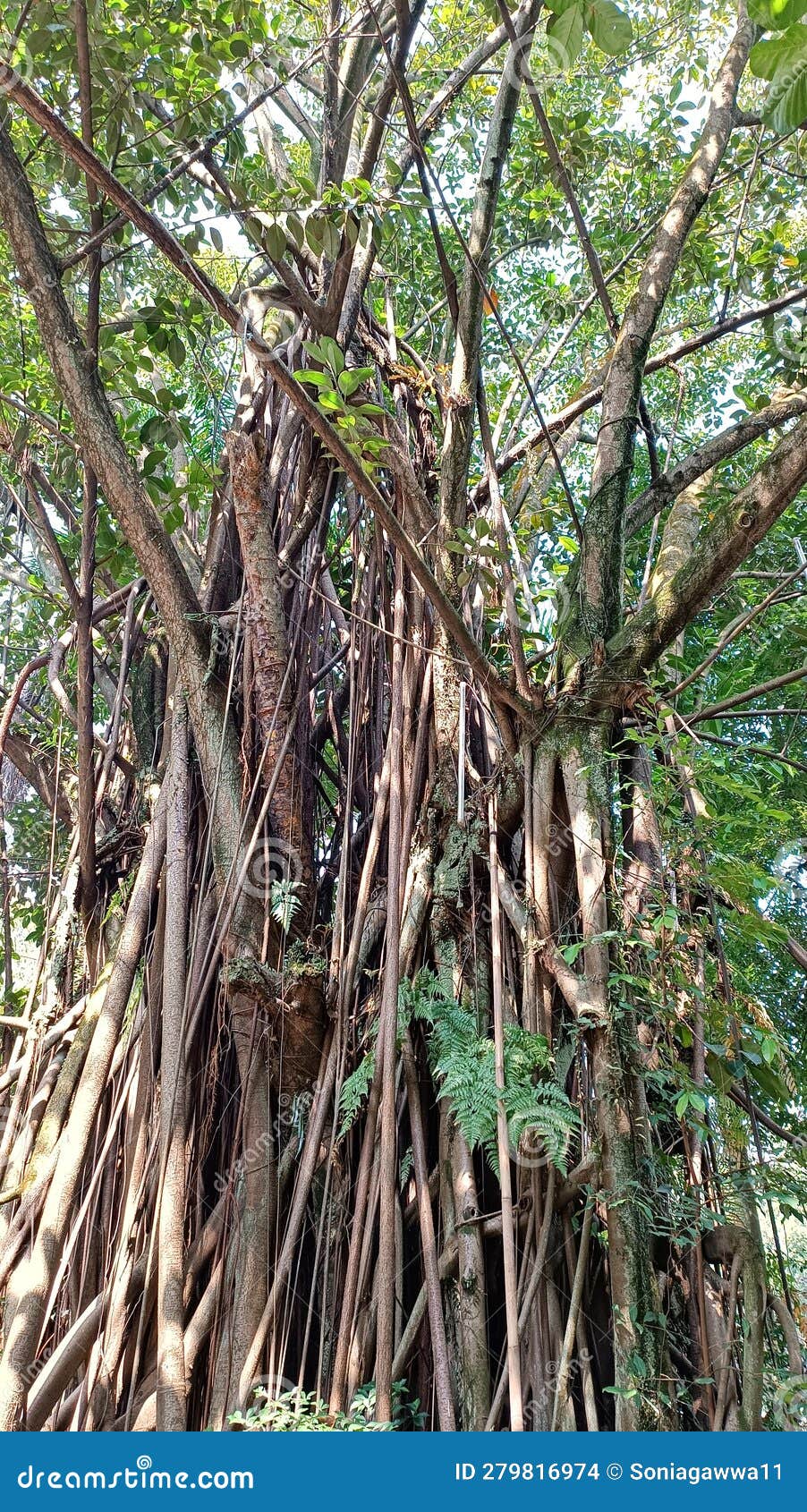 Adventitious Prop Roots Of Big Banyan Tree Stock Image | CartoonDealer ...