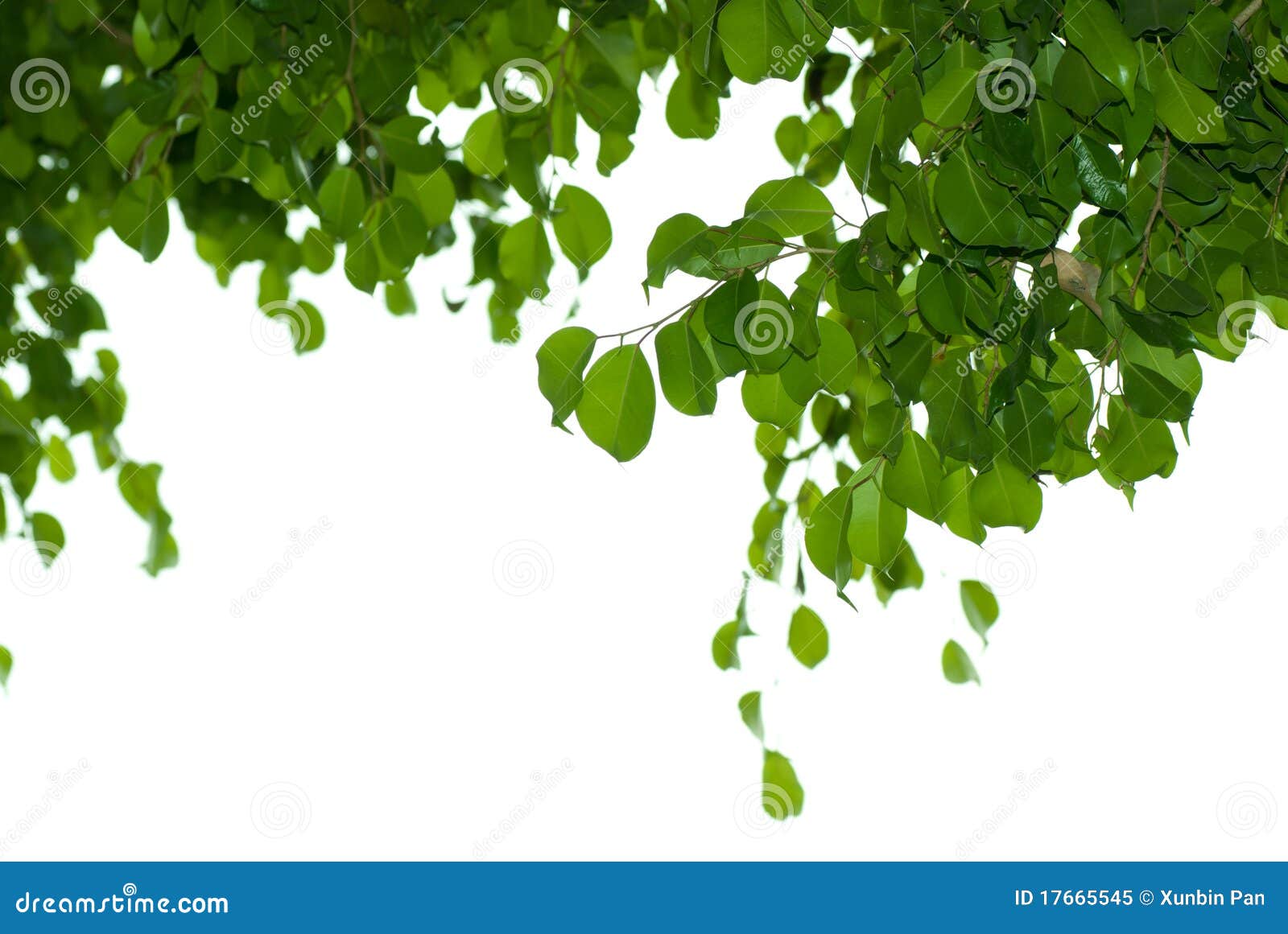 Banyan tree leaf stock image. Image of green, pendant - 17665545