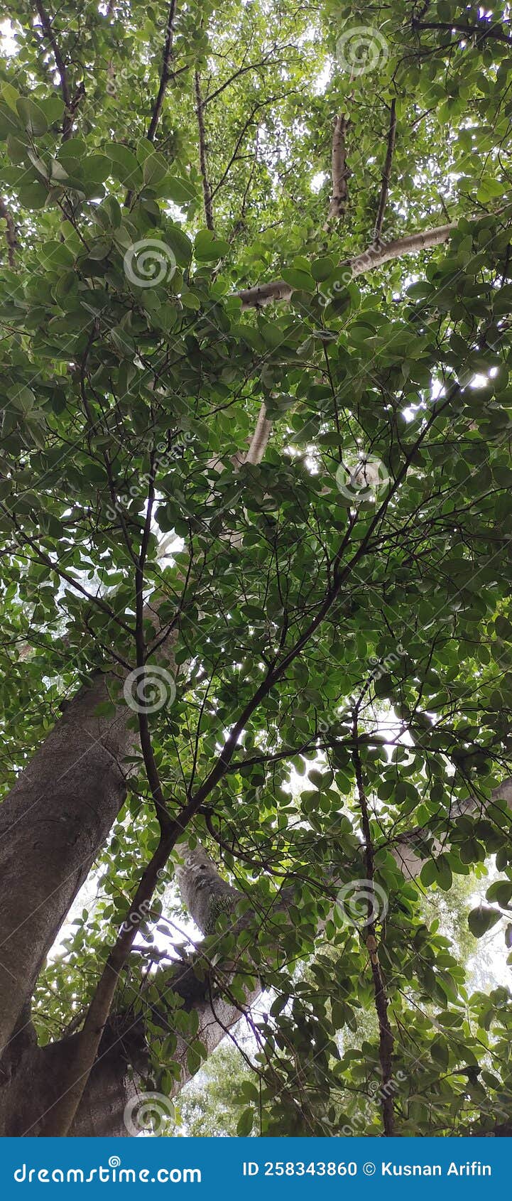 Banyan tree leaves stock photo. Image of deciduous, autumn - 258343860