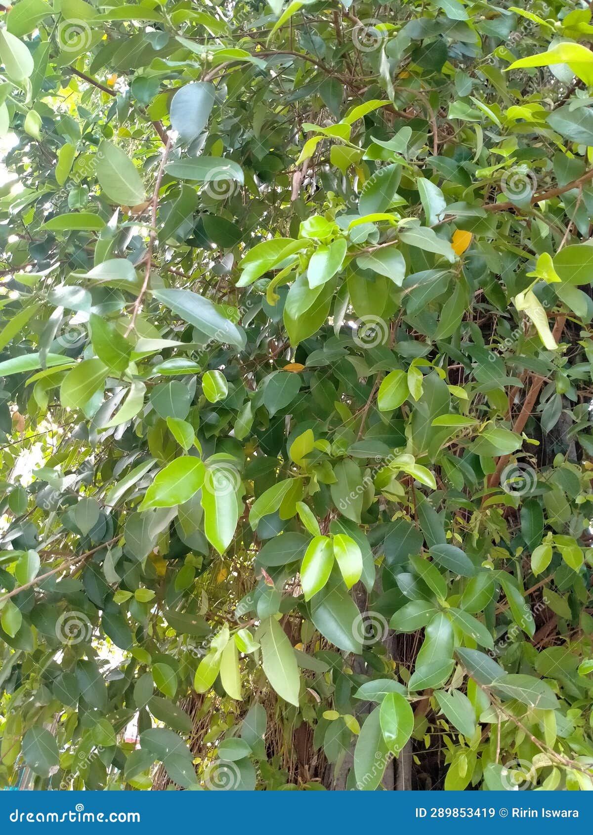 Banyan tree leaves stock image. Image of banyan, autumn - 289853419