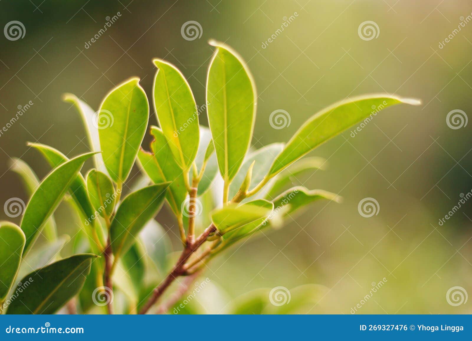 Banyan Tree Leaves with Blurred Background Stock Photo - Image of ...