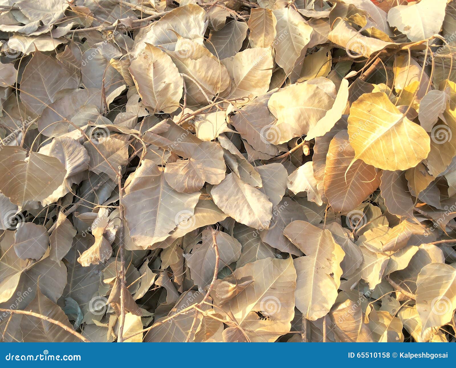 Banyan tree leaves stock photo. Image of vein, background - 65510158