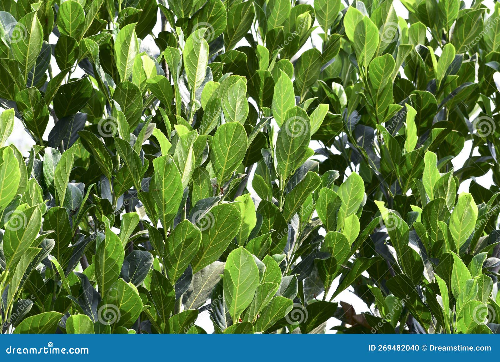 Banyan Tree Leaves Isolated on White Background, Naturel Green Leaf ...