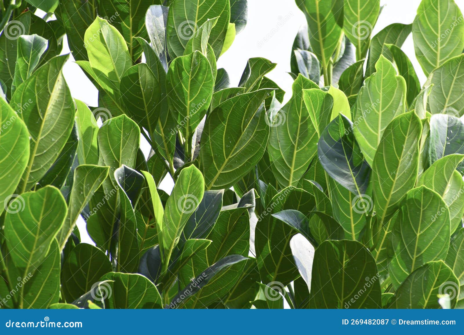 Banyan Tree Leaves Isolated on White Background, Naturel Green Leaf ...