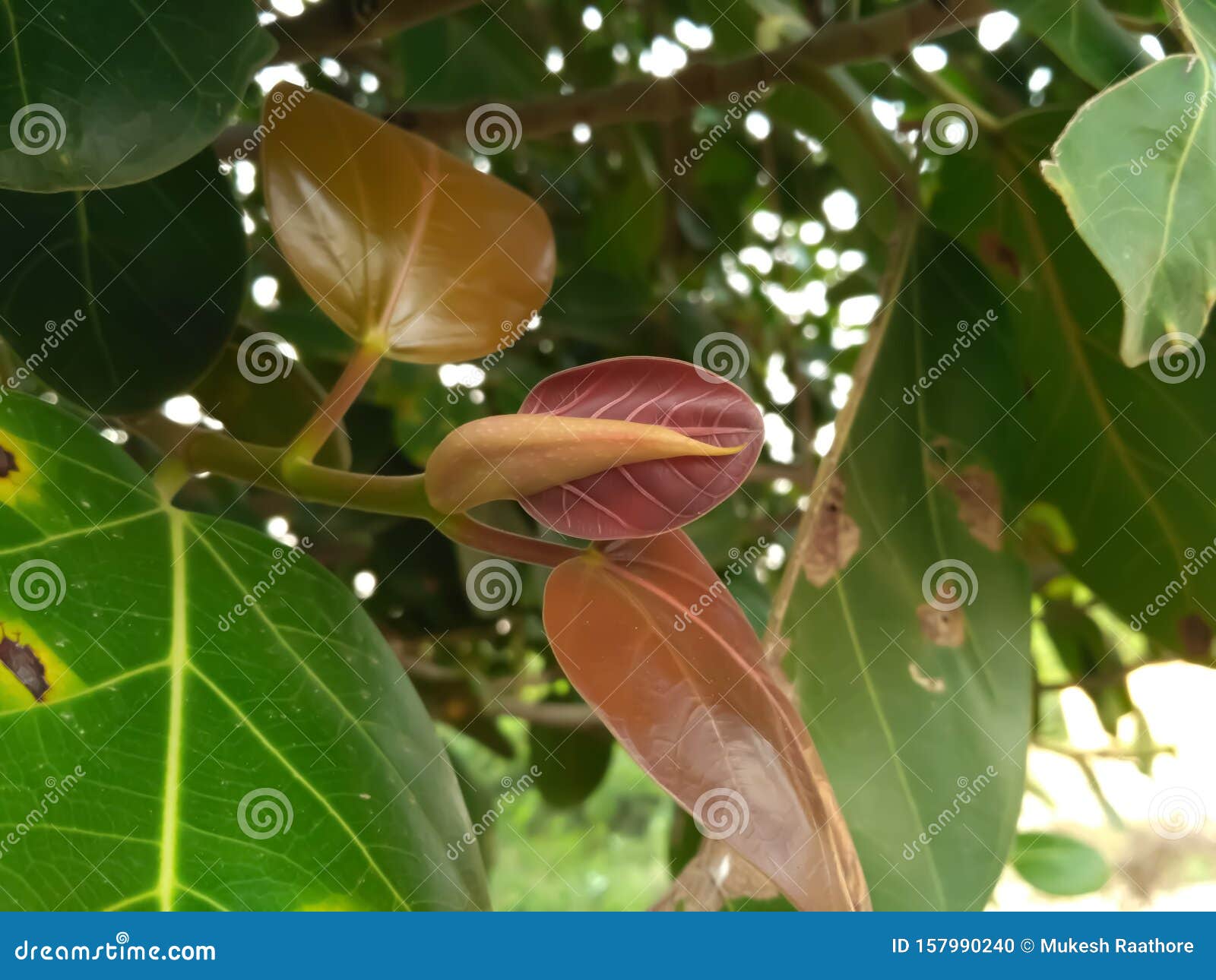 Banyan Tree Leaves Stock Photos - Download 1,428 Royalty Free Photos