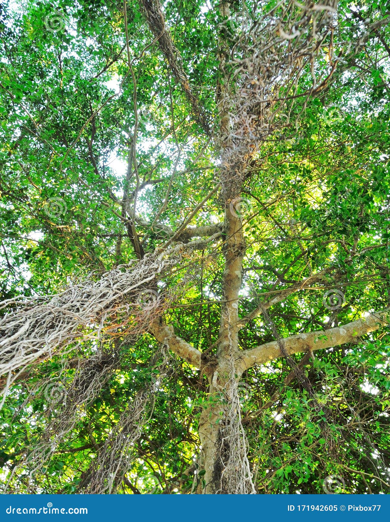 Banyan Tree with Long Aerial Roots Stock Image - Image of hindu, nature ...