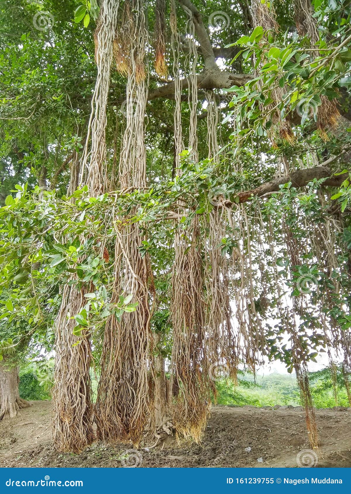 Banyan Hanging Root Is A Type Of Root That Grows From The Branches Of ...