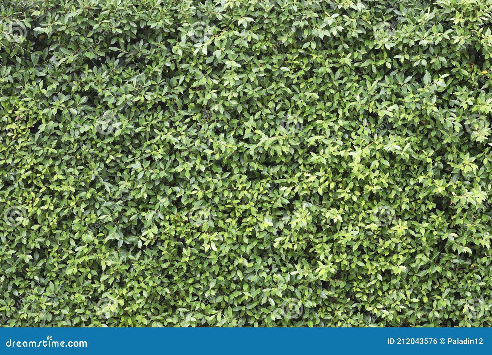 Banyan Tree Lush Leaves Texture Stock Photo - Image of bright, garden ...