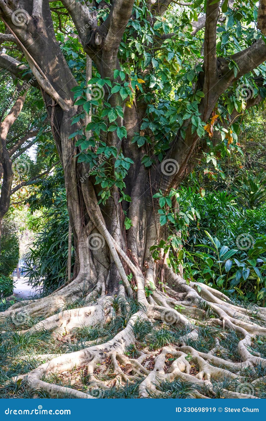 The Banyan Tree with a Lush Root System in the Park Stock Image - Image ...