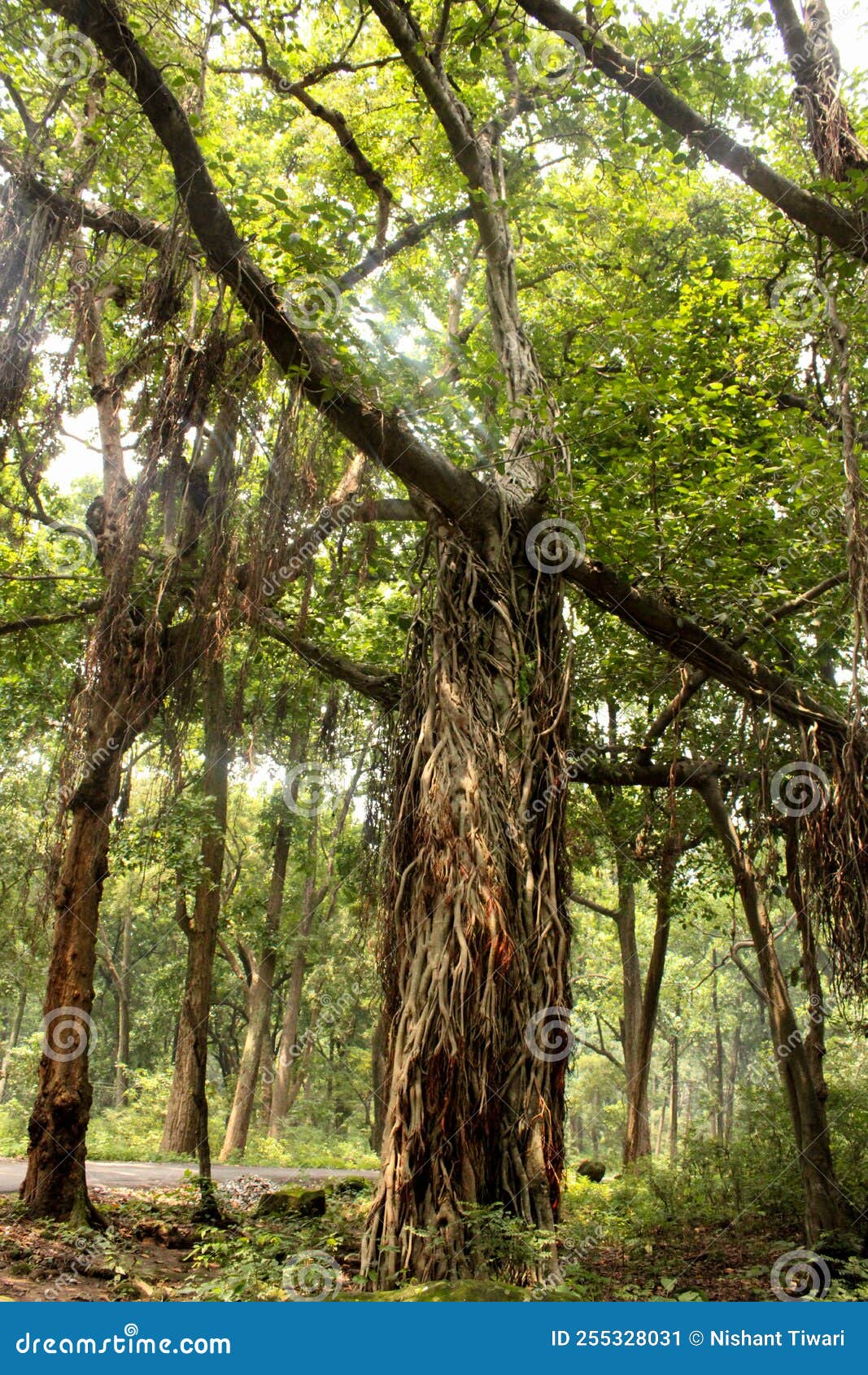 Banyan tree stock image. Image of banyon, branches, trail - 255328031