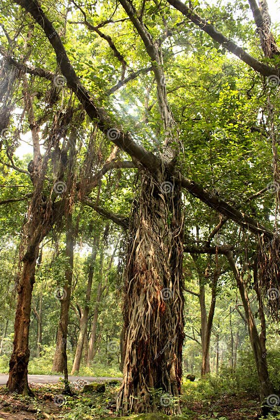 Banyan tree stock image. Image of banyon, branches, trail - 255328031