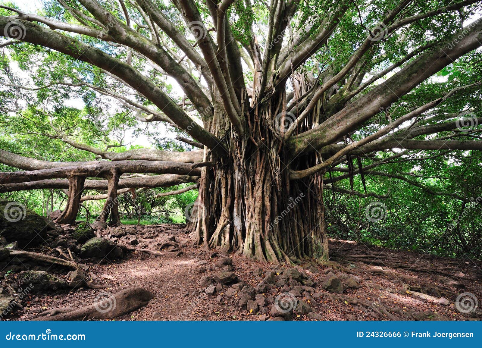 Banyan Tree Maui, Hawaii stock photo. Image of tropical - 24326666