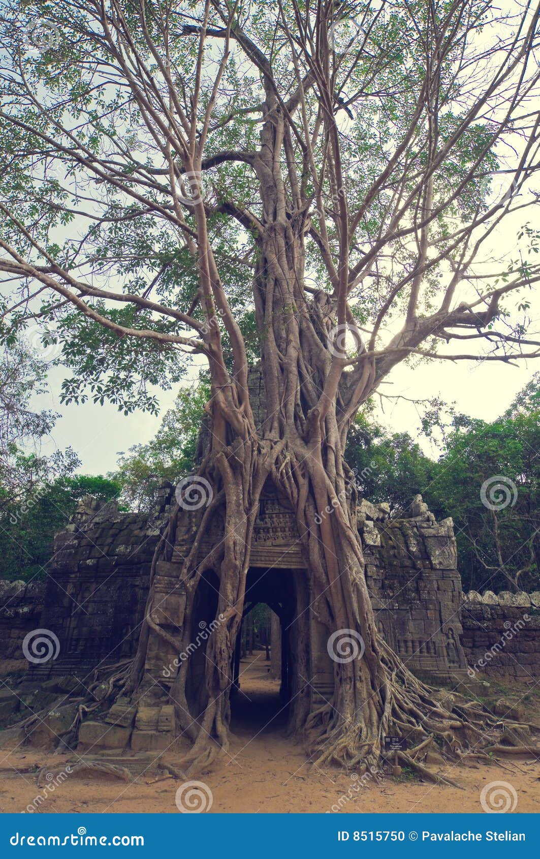 Banyan Tree Over the Door from Ta Som. Angkor Wat Stock Photo - Image ...