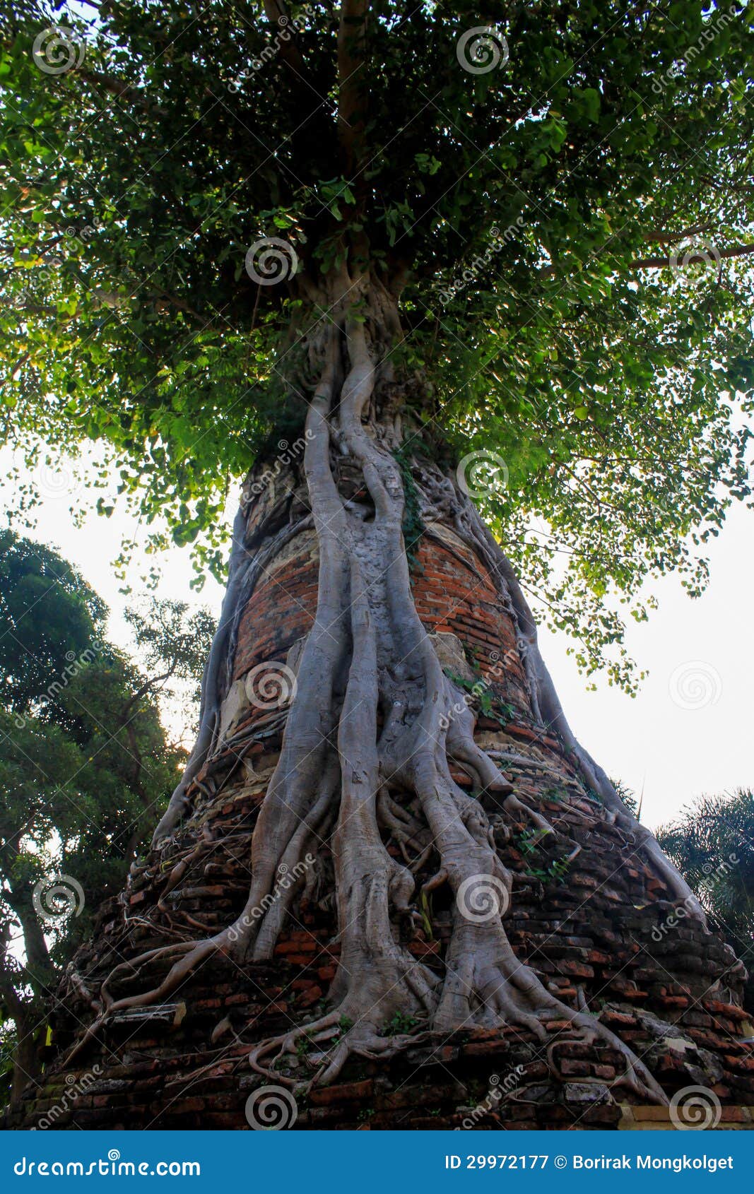 Banyan Tree in Pagoda Ayutthaya Stock Image - Image of perspective ...