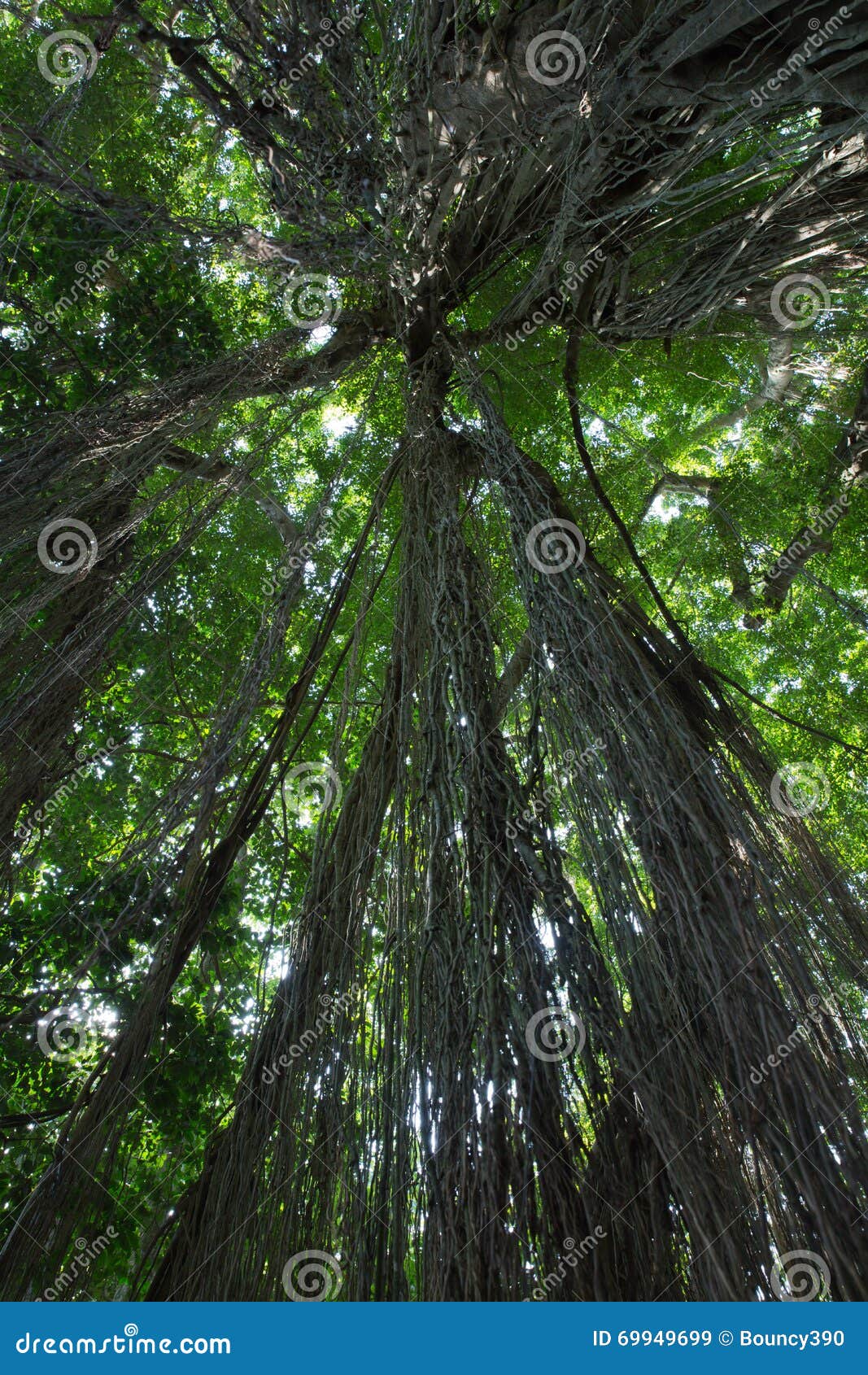 Banyan tree stock image. Image of balinese, bali, roots - 69949699