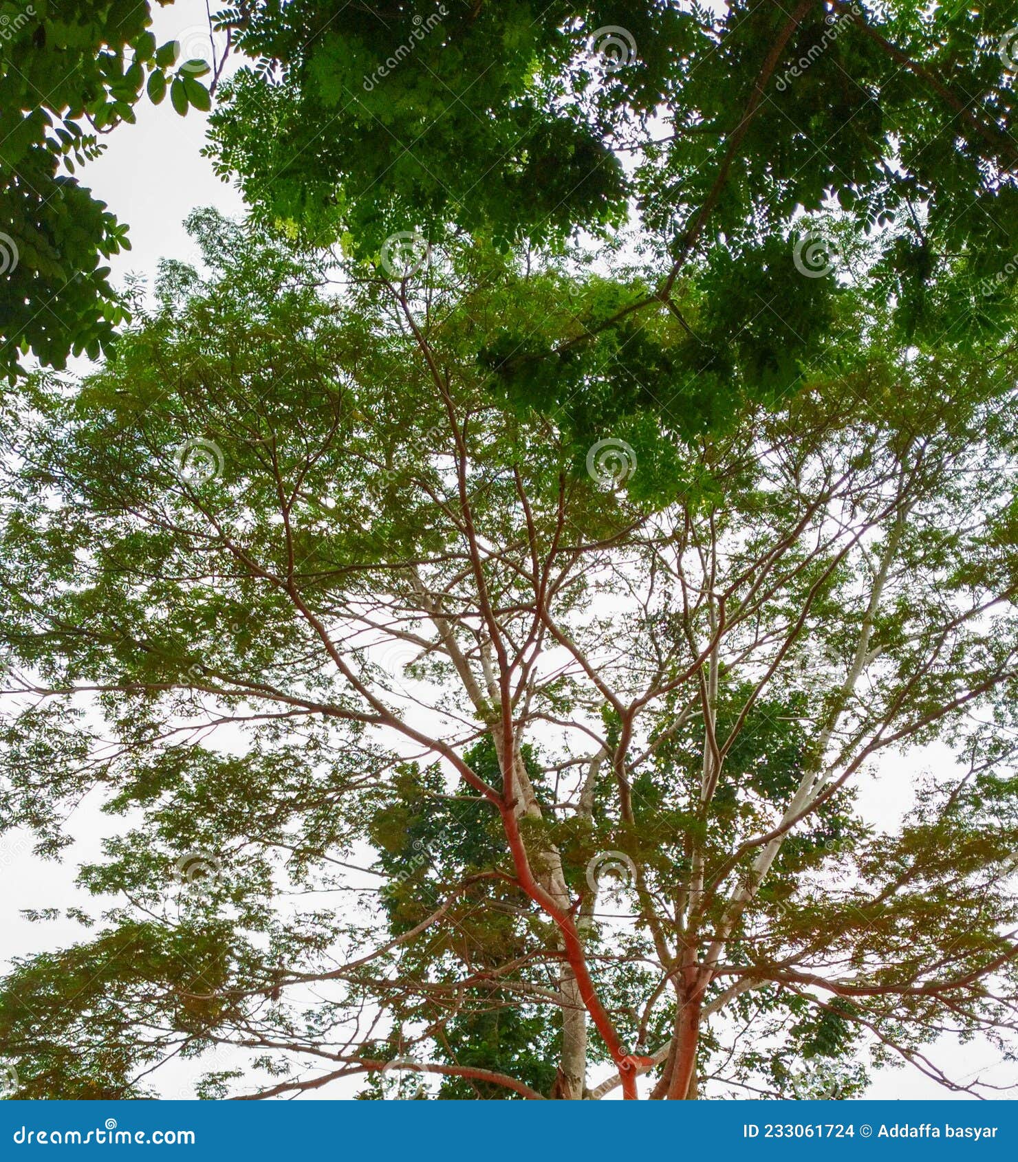 Banyan tree stock photo. Image of wild, plant, pohon - 233061724