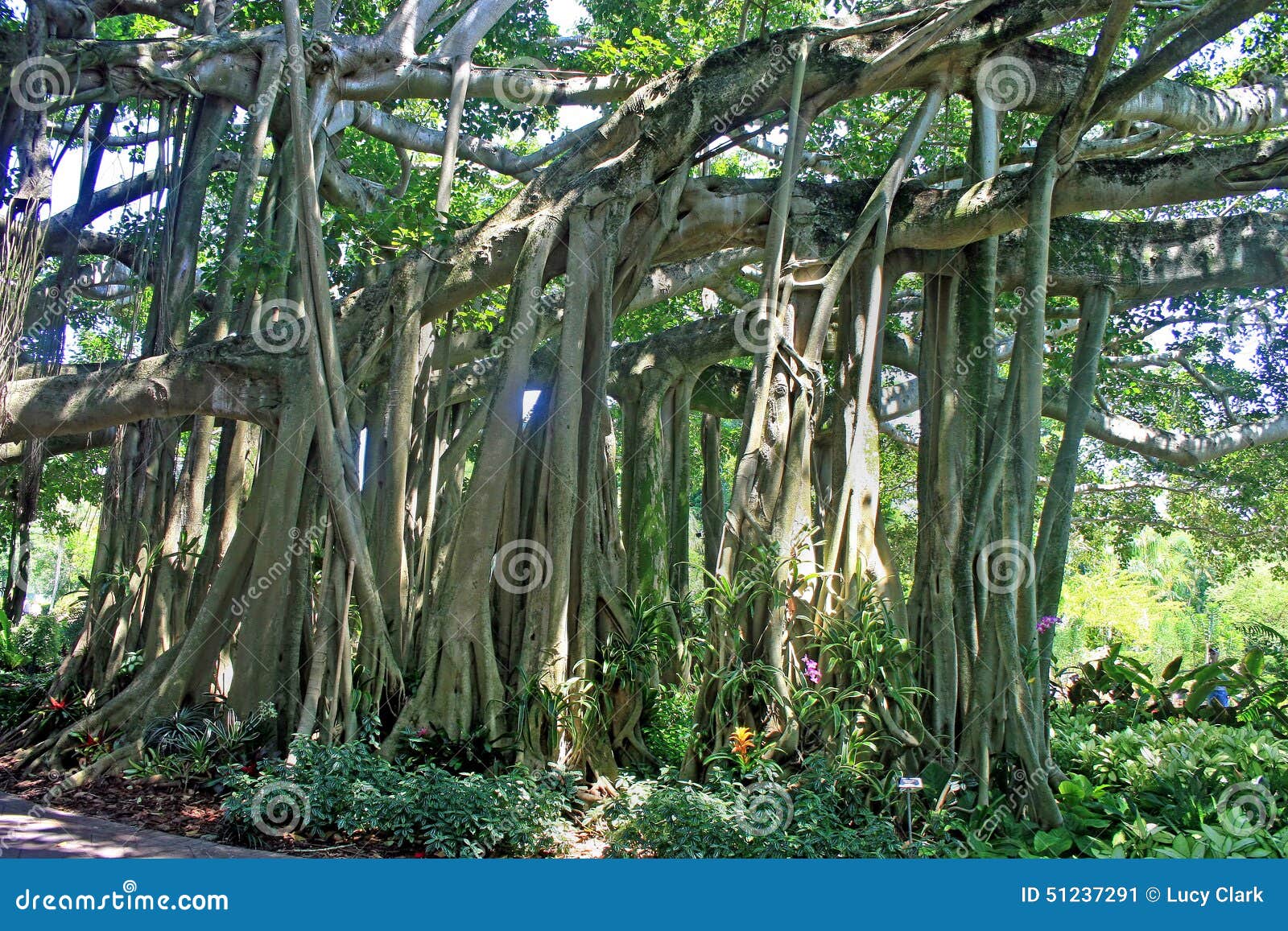Banyan Tree stock image. Image of roots, nature, plant - 51237291