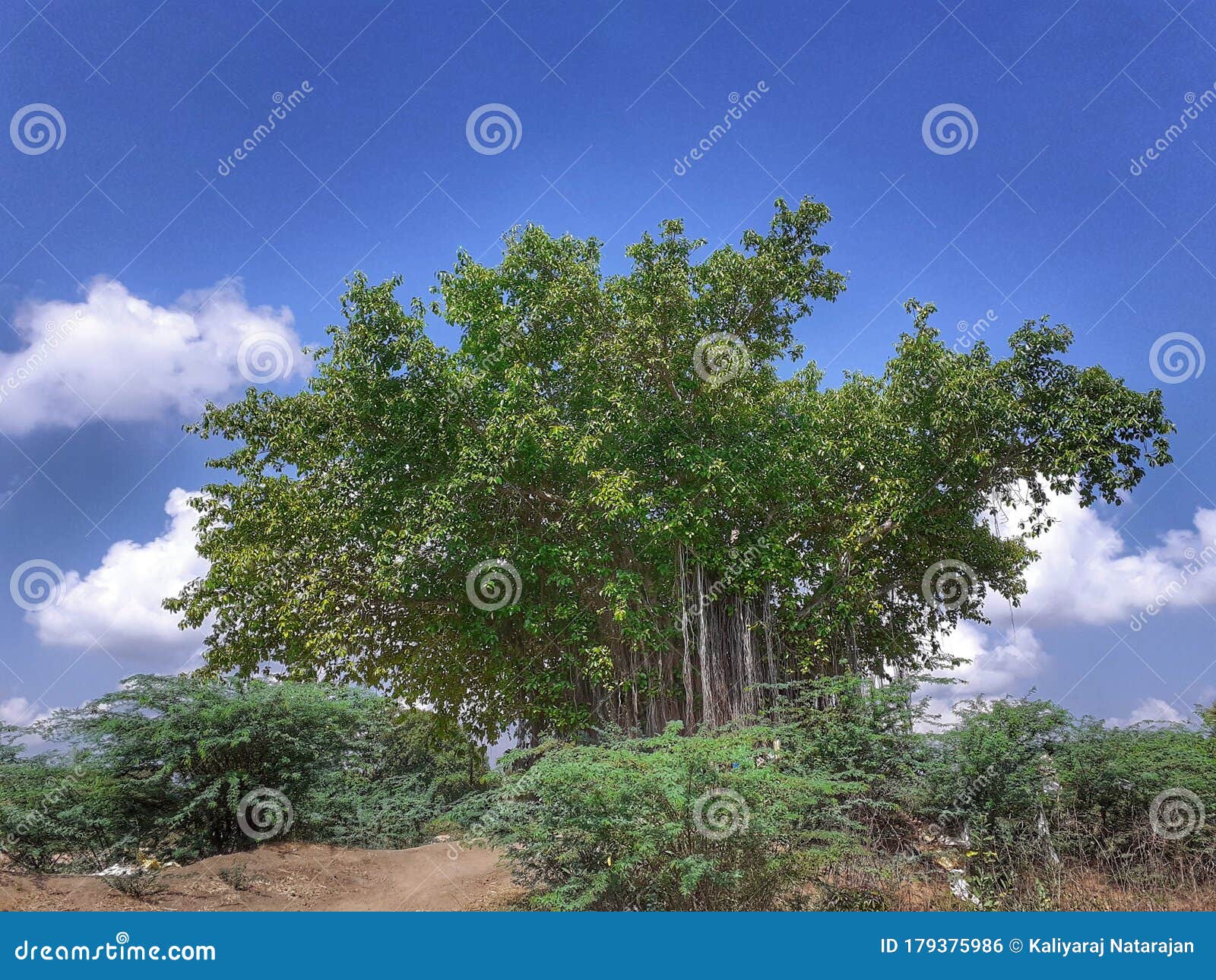 A Banyan Tree is in River Bank . Stock Photo - Image of village, tree ...