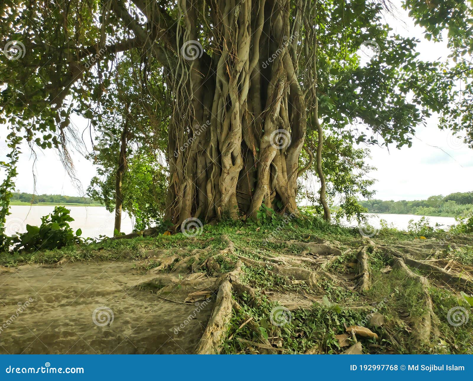 Banyan tree by the river stock photo. Image of peaceful - 192997768