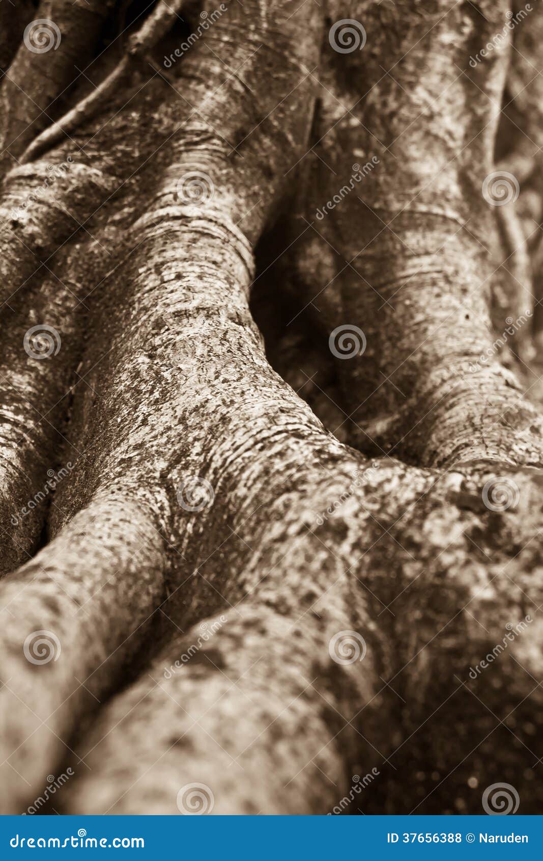 Banyan tree root stock photo. Image of life, malaya, surface - 37656388