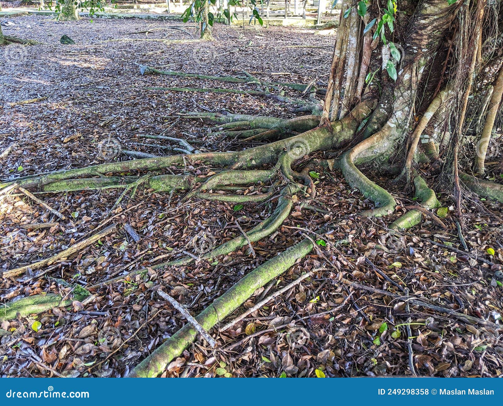Banyan tree root stock photo. Image of resistant, wood - 249298358