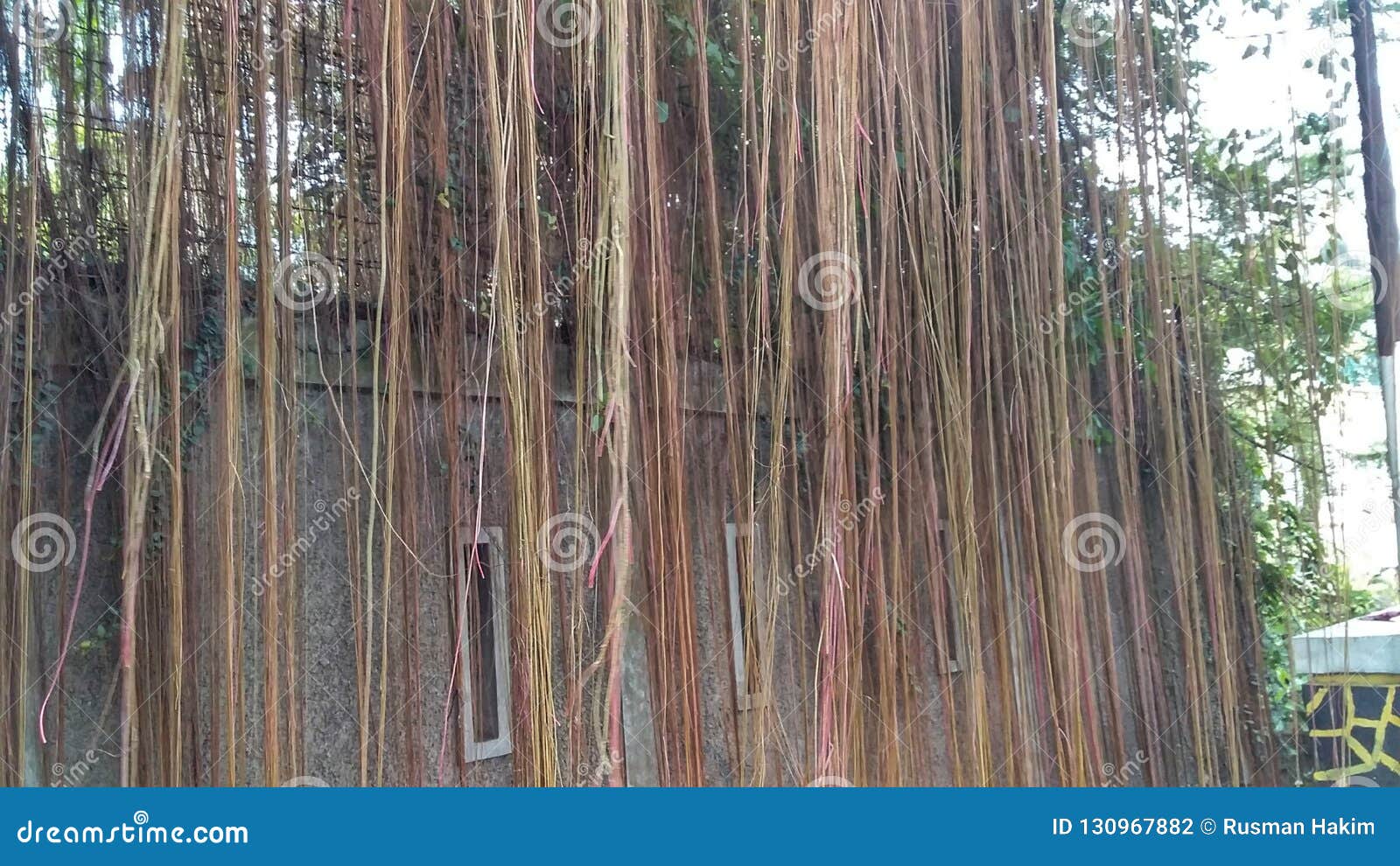 Banyan tree root stock photo. Image of banyan, shady - 130967882