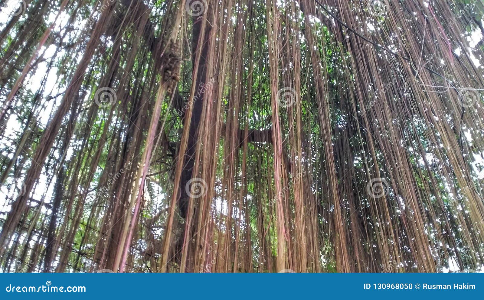Banyan tree root stock photo. Image of beautiful, root - 130968050