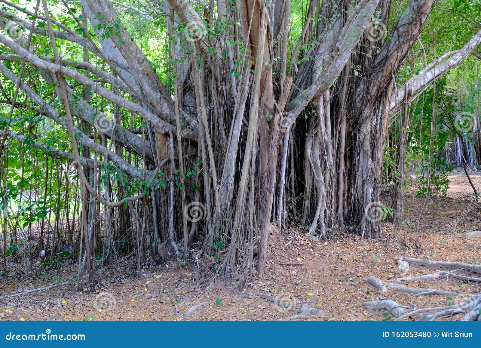 Banyan Tree, a Root of Big Tree Banyan Forest Stock Photo - Image of ...