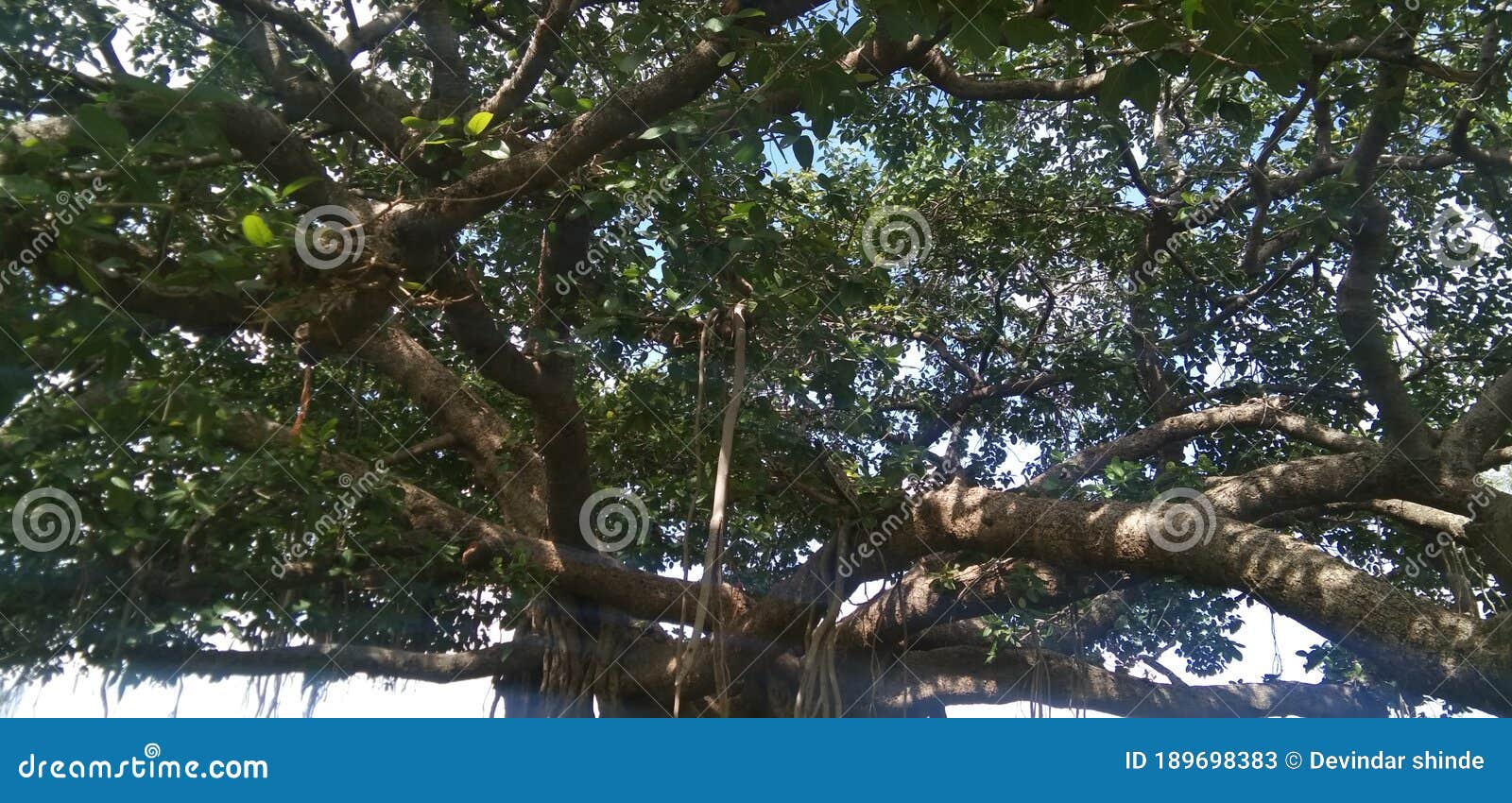 Banyan tree root hanging. stock image. Image of nature - 189698383