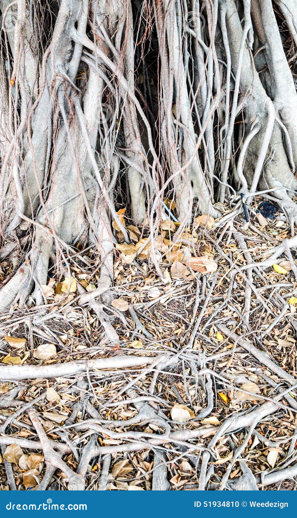 Banyan tree root stock photo. Image of plant, botanical - 51934810